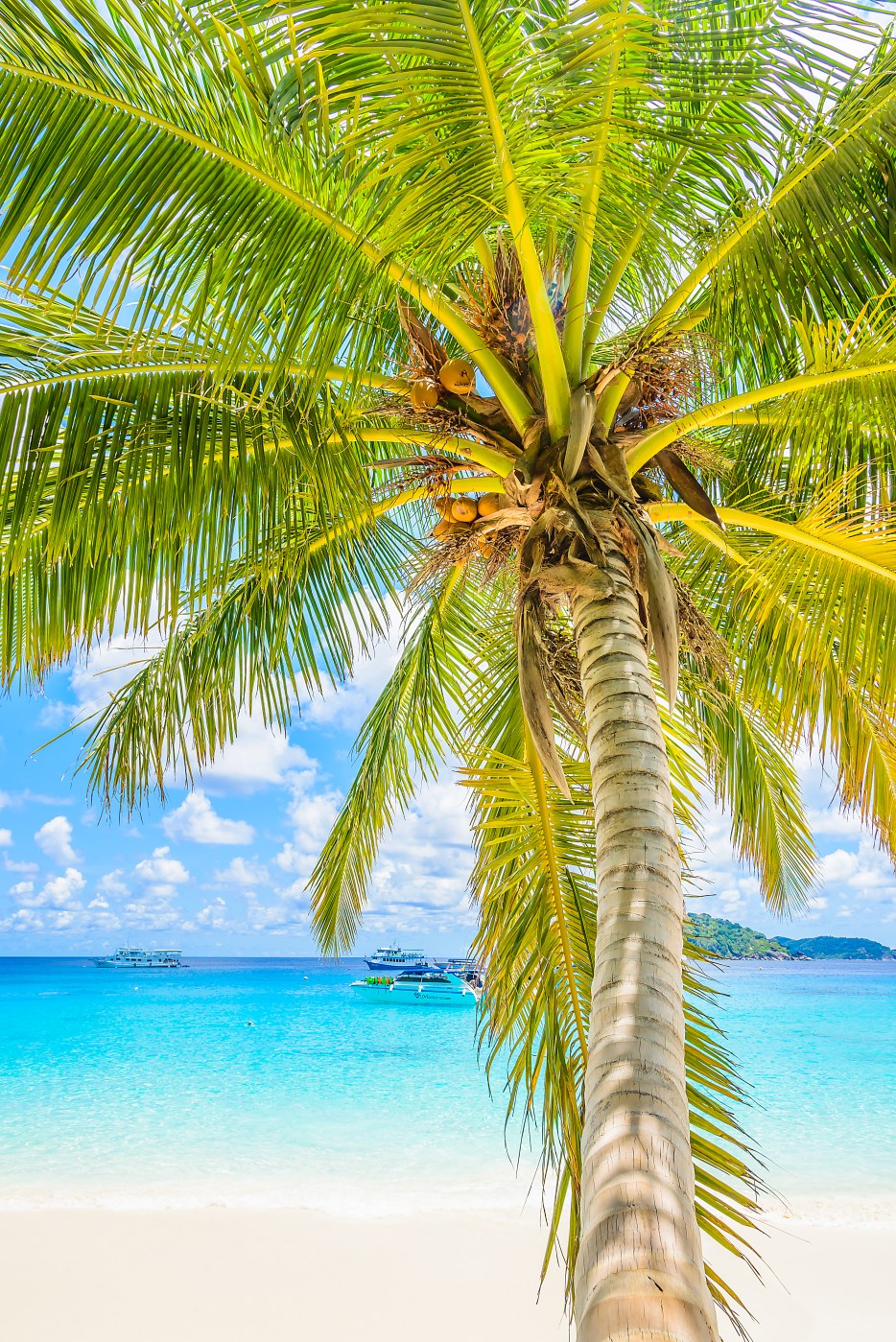 The Giving Palm | De Palm Tours
